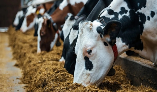 Farm supply co-op, est. 1928 - Middleton Farmers Cooperative